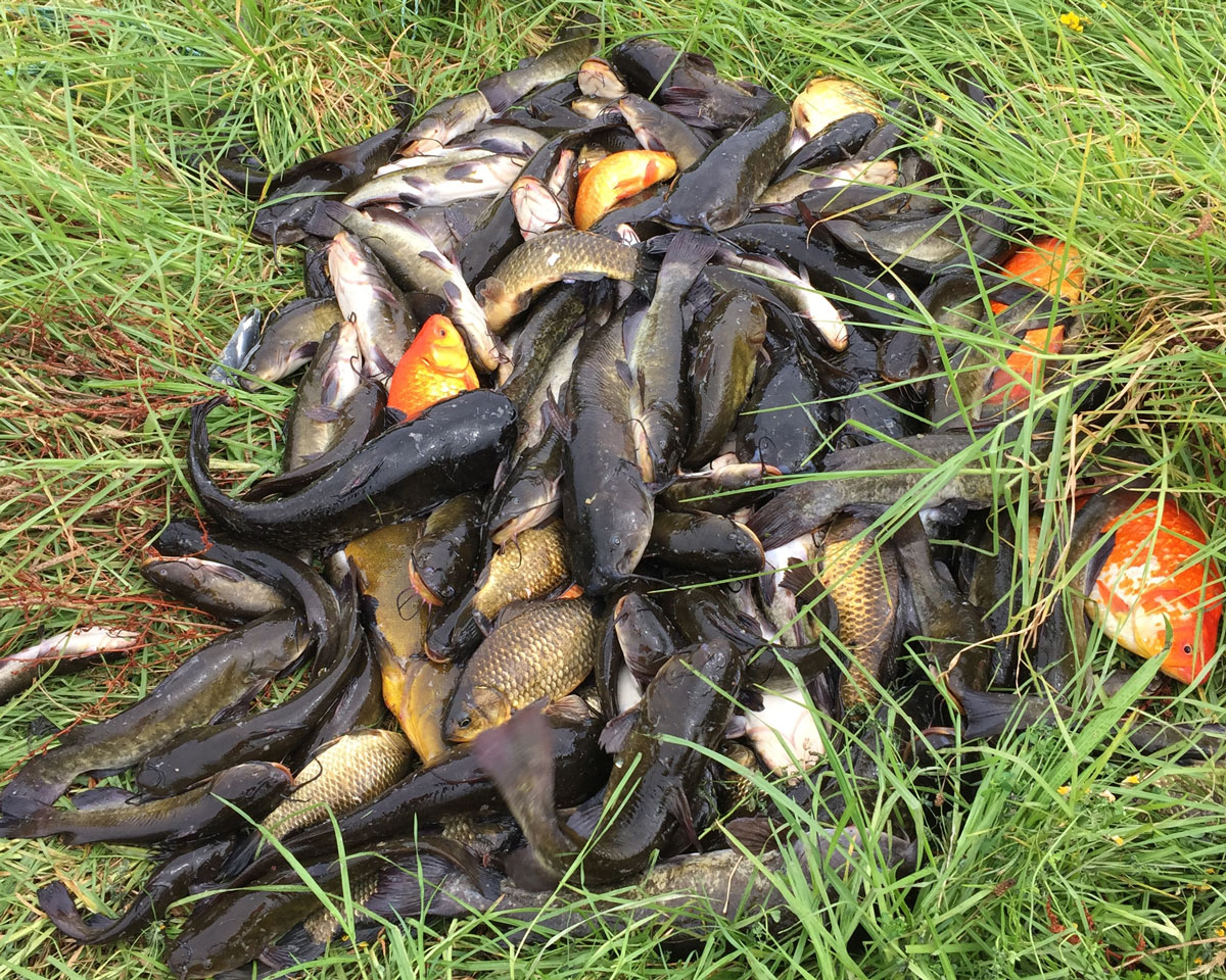 Pest Fish Removal - To restore New Zealand valuable waterways
