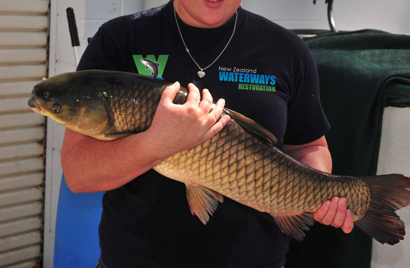 WR-Grass-Carp-(BlairJamieson's-conflicted-copy-2017-01-23) - To restore ...