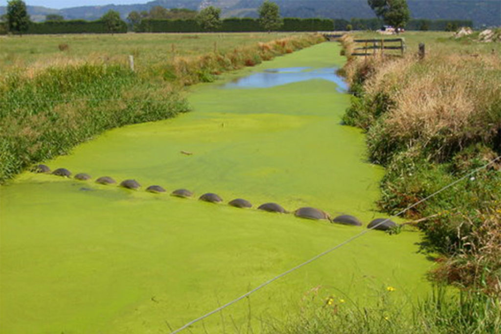 algae - To restore New Zealand valuable waterways
