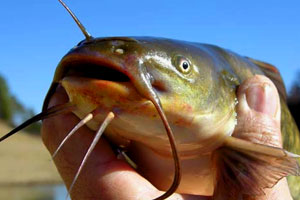 catty - To restore New Zealand valuable waterways