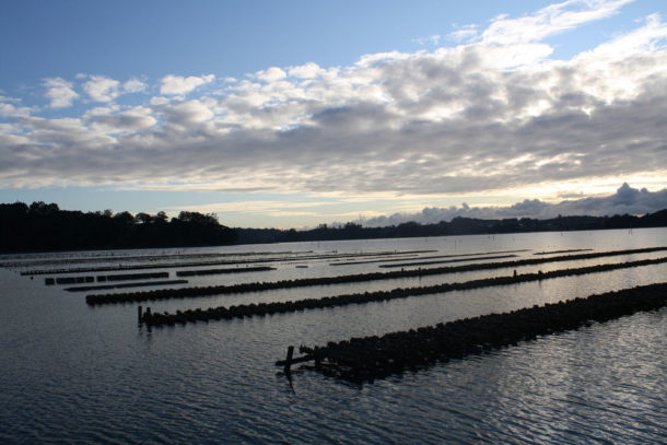 Our History - To restore New Zealand valuable waterways