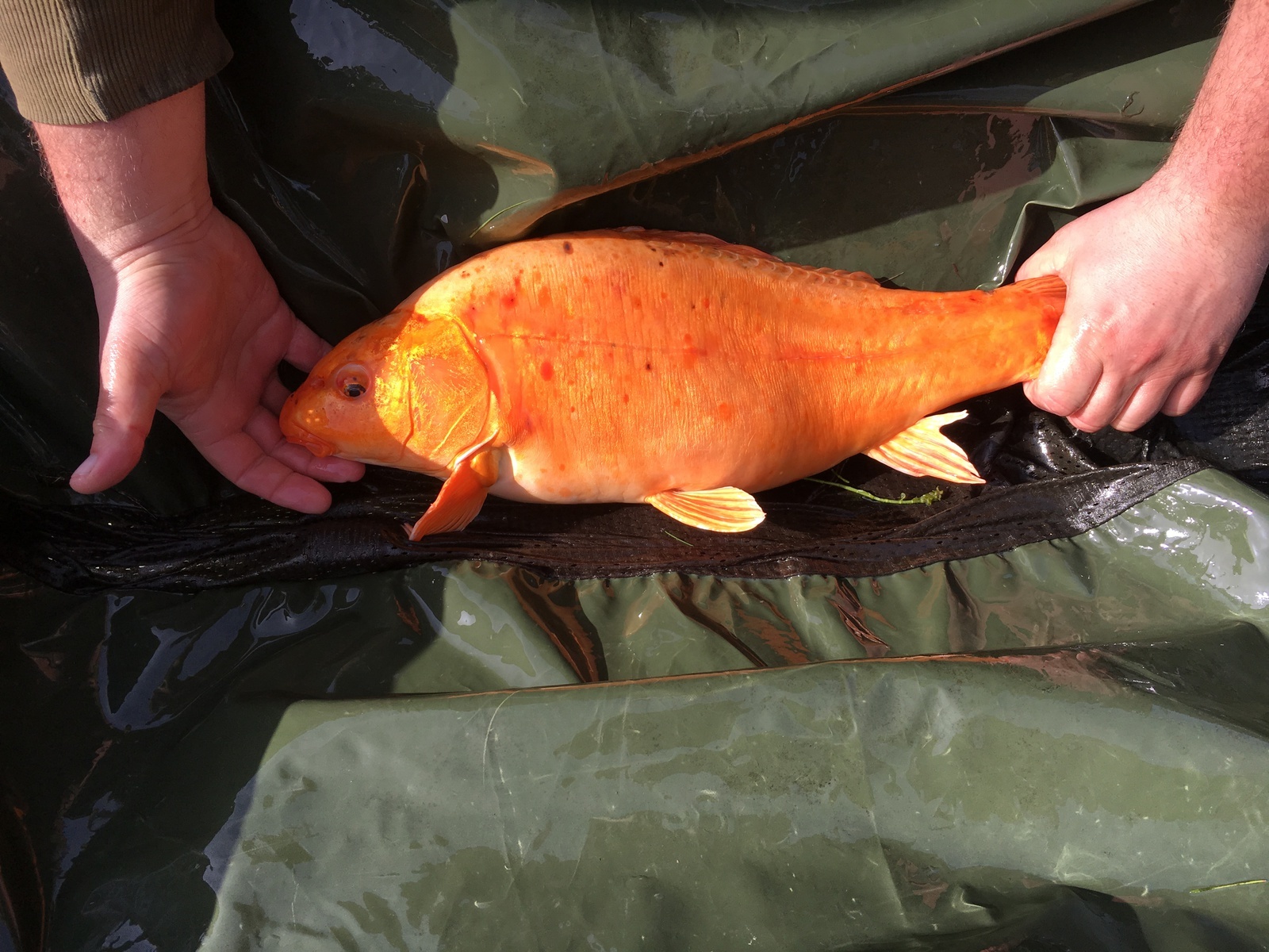 koi - To restore New Zealand valuable waterways