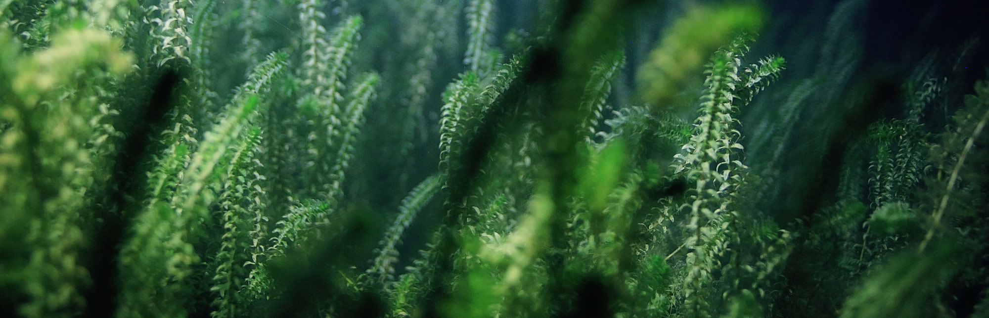 weeddd - To restore New Zealand valuable waterways